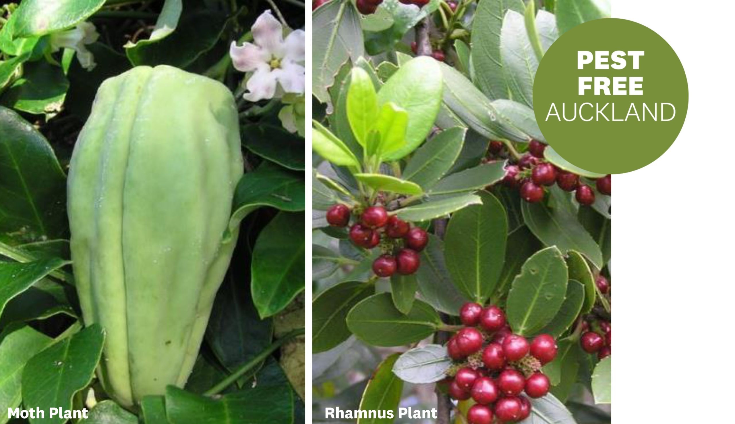 Kaitiakitanga Corner | Sancta Maria College News